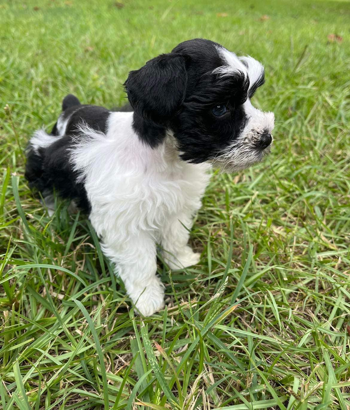 Home - Southern Sky Miniature Schnauzers